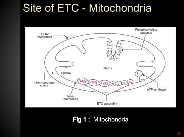 Electron transport chain and inhibitor of etc | PPTX | Chemistry | Science