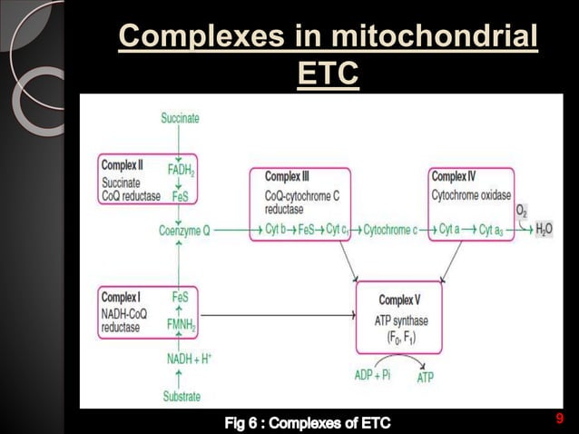 Electron transport chain and inhibitor of etc | PPTX | Chemistry | Science