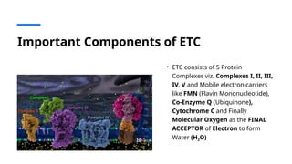Electron Transport Chain and its Inhibitors.pptx