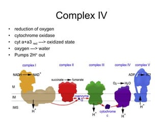 Electron Transport Chain_Aras Beauty_ppt.ppt