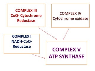 Electron transport chain (etc) | PPTX
