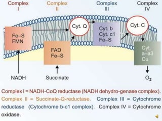 Electron transport chain (ETC) for ATP synthesis | PPTX
