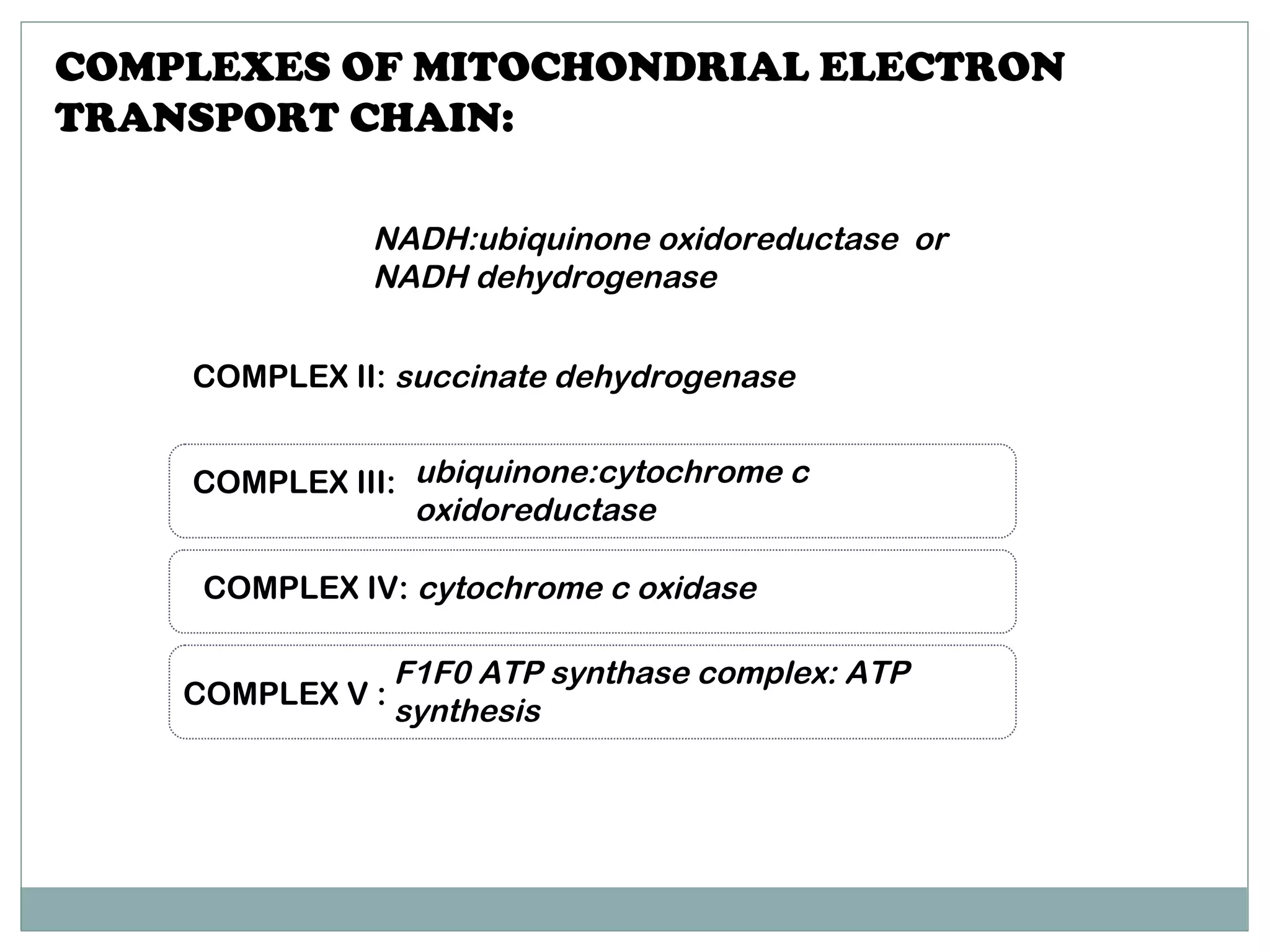 Electron transport chain final | PPT | Chemistry | Science