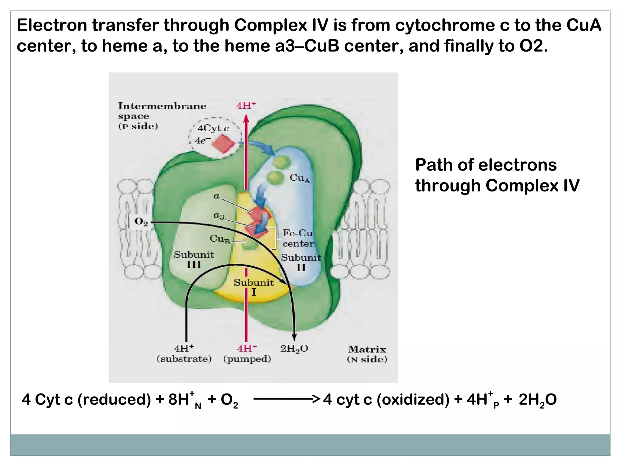 Electron transport chain final | PPT | Chemistry | Science