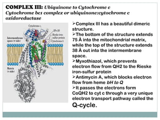 Electron transport chain final | PPT | Chemistry | Science