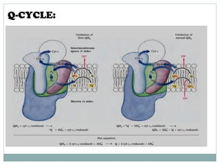 Electron transport chain final | PPT | Chemistry | Science