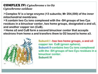 Electron transport chain final | PPT | Chemistry | Science