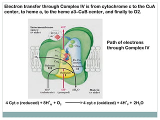 Electron transport chain final | PPT | Chemistry | Science