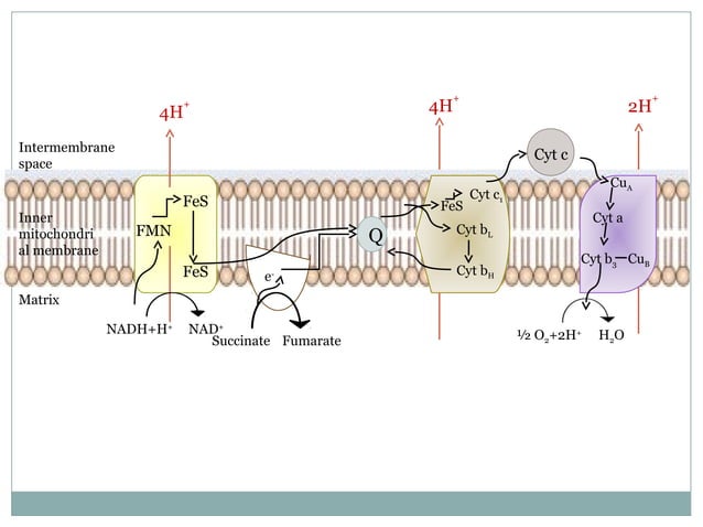 Electron transport chain final | PPT | Chemistry | Science