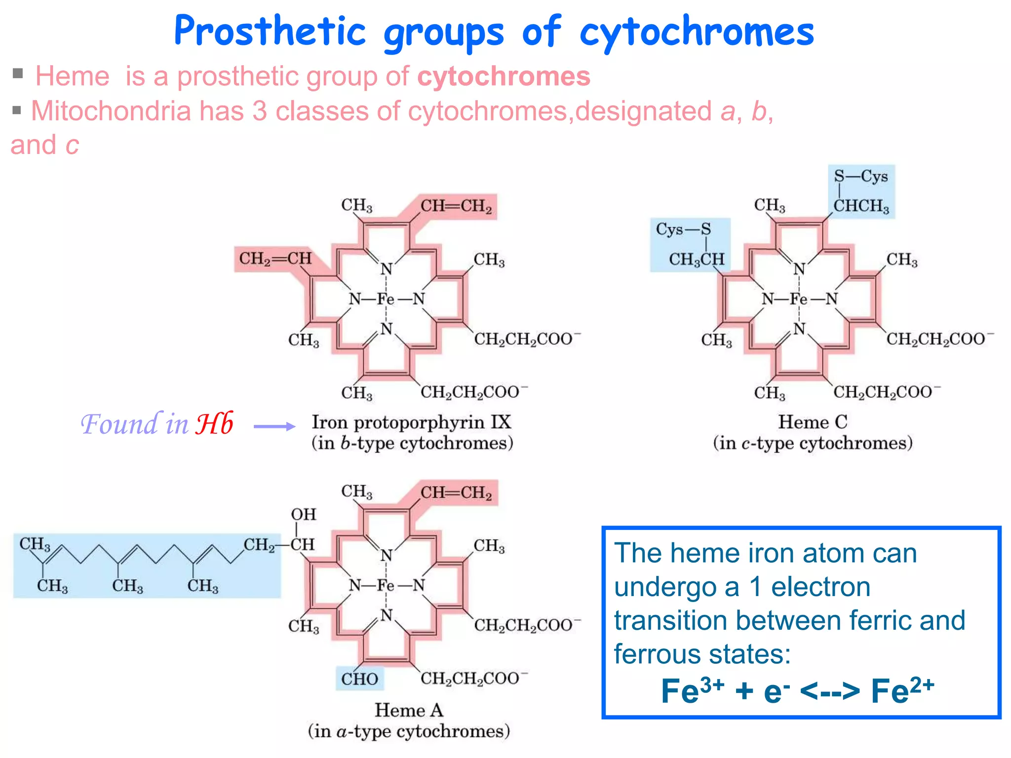 Electron Transport Chain lecture.ppt