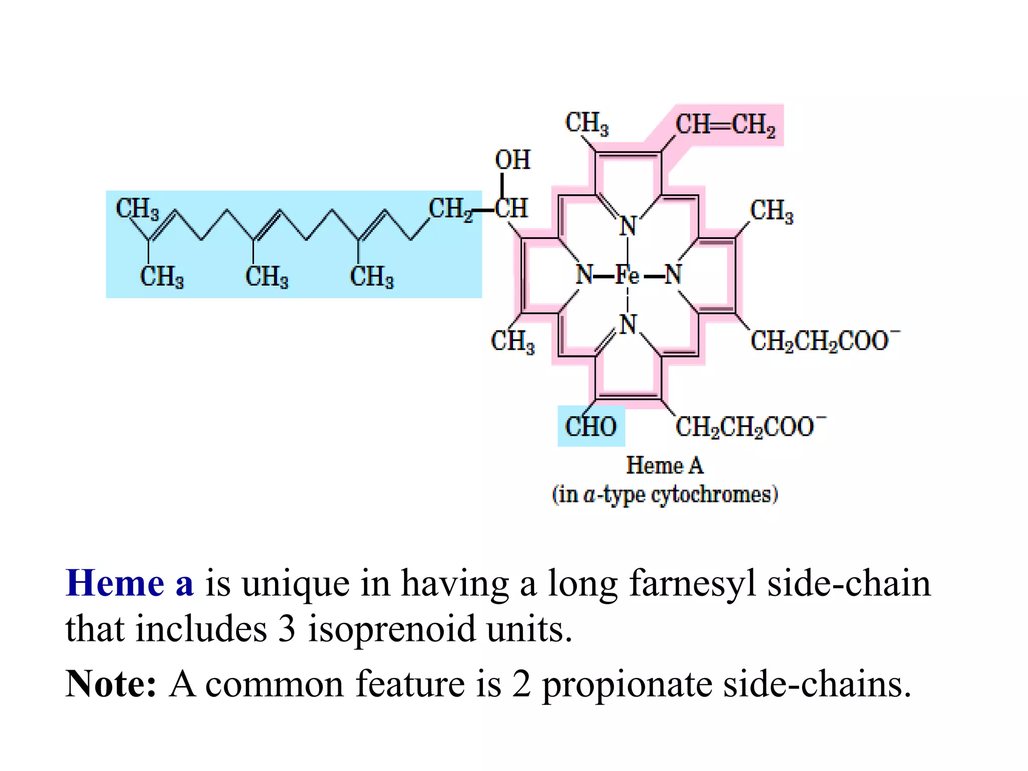 Electron Transport Chain lecture.ppt