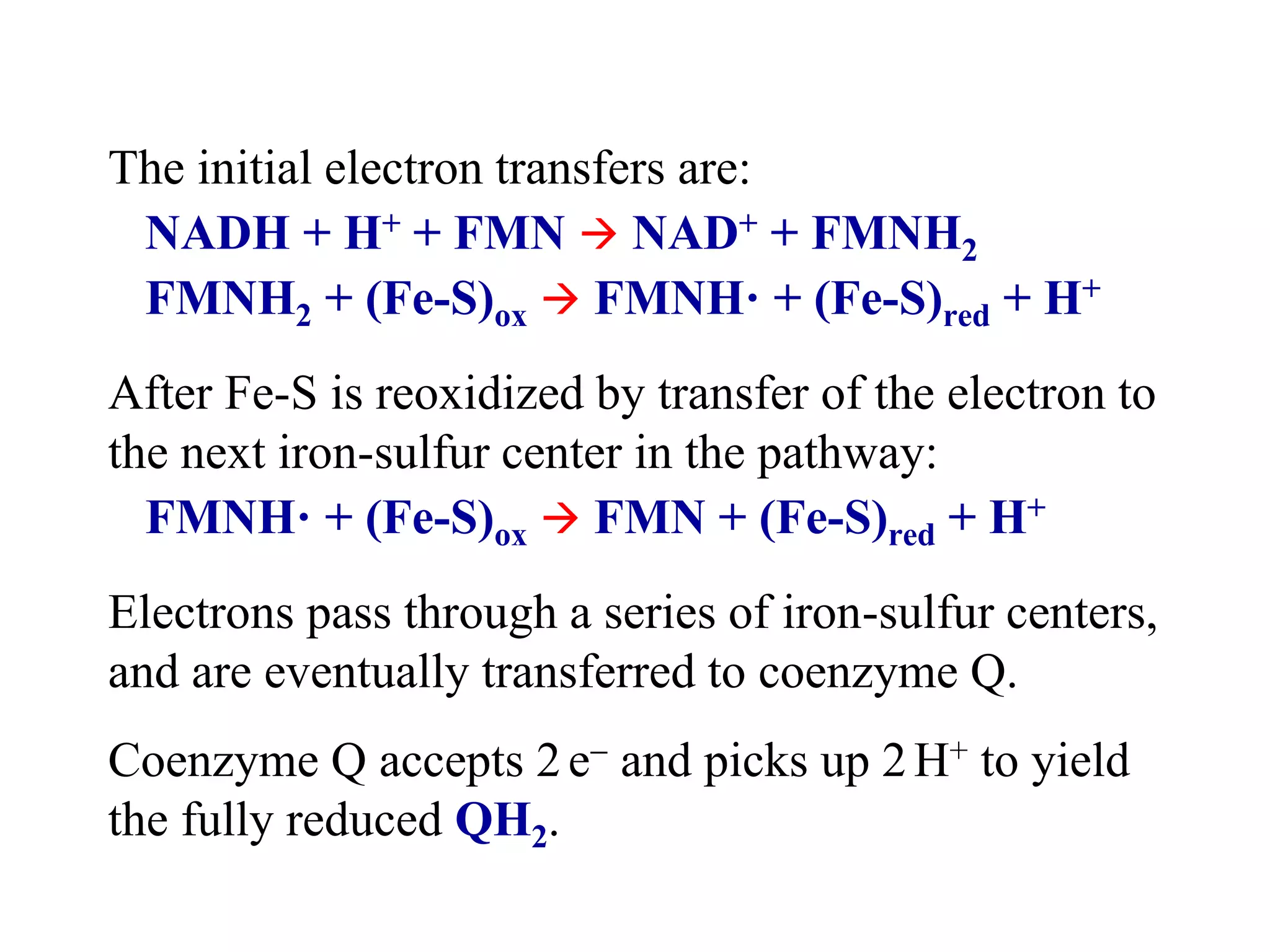 Electron Transport Chain lecture.ppt