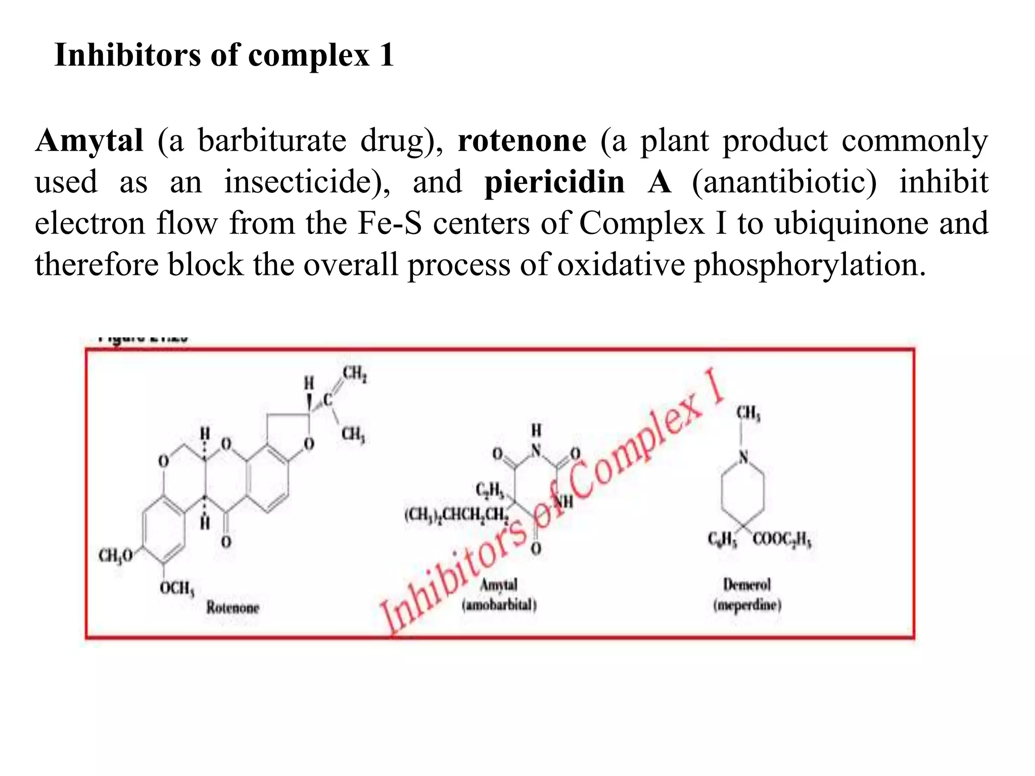 Electron Transport Chain lecture.ppt