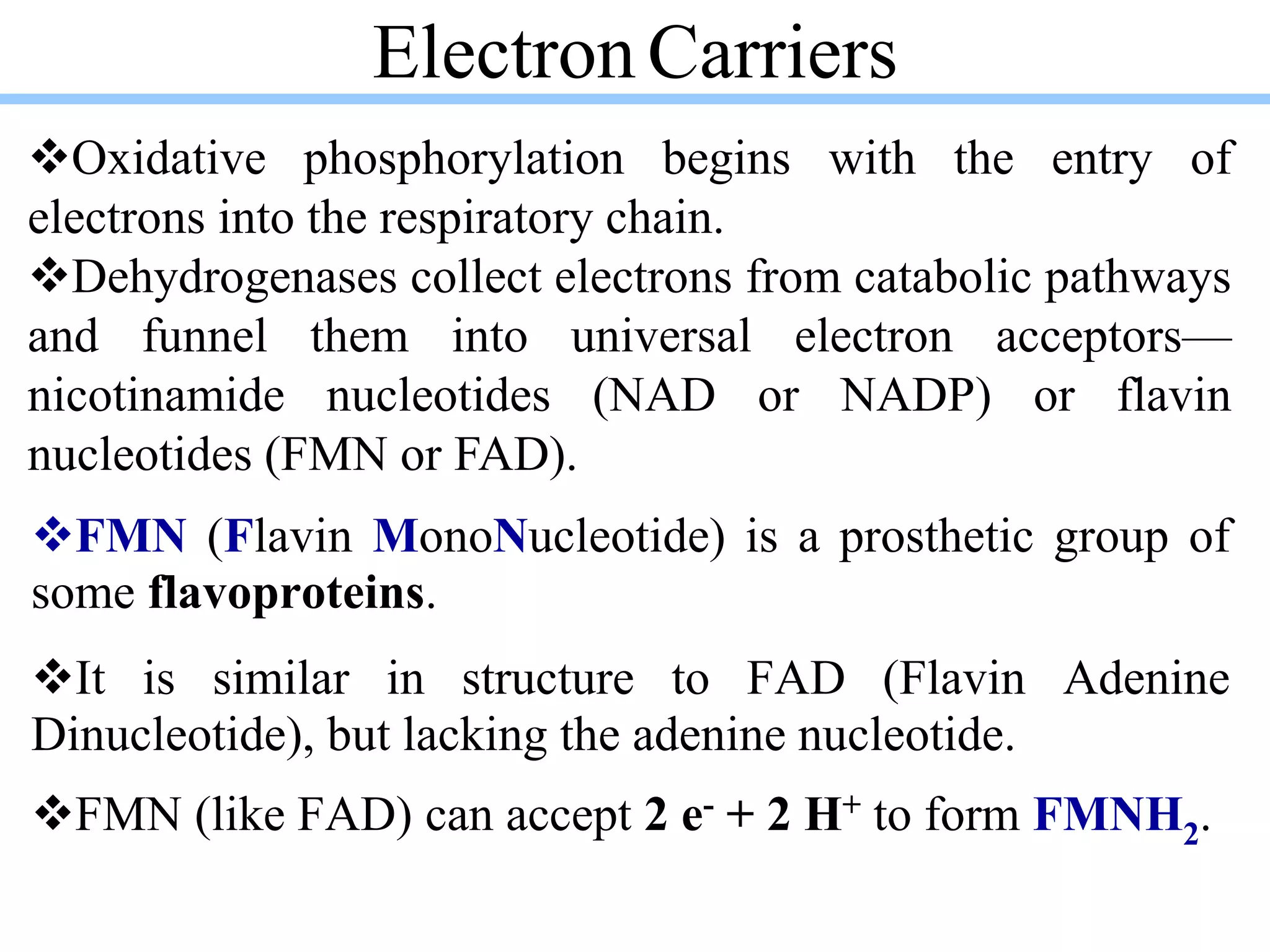 Electron Transport Chain lecture.ppt
