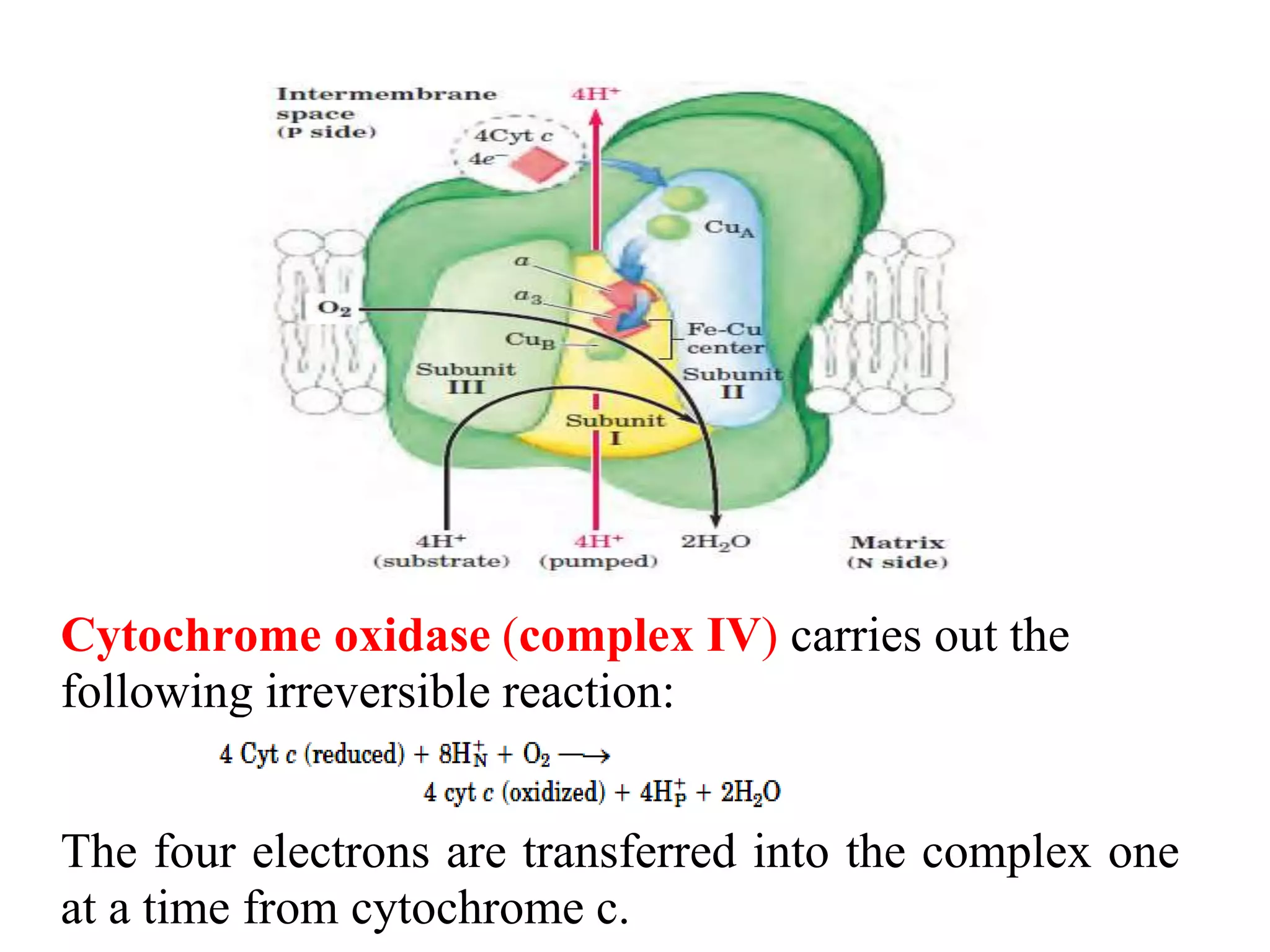 Electron Transport Chain lecture.ppt