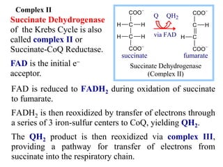 Electron Transport Chain lecture.ppt