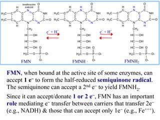 Electron Transport Chain lecture.ppt