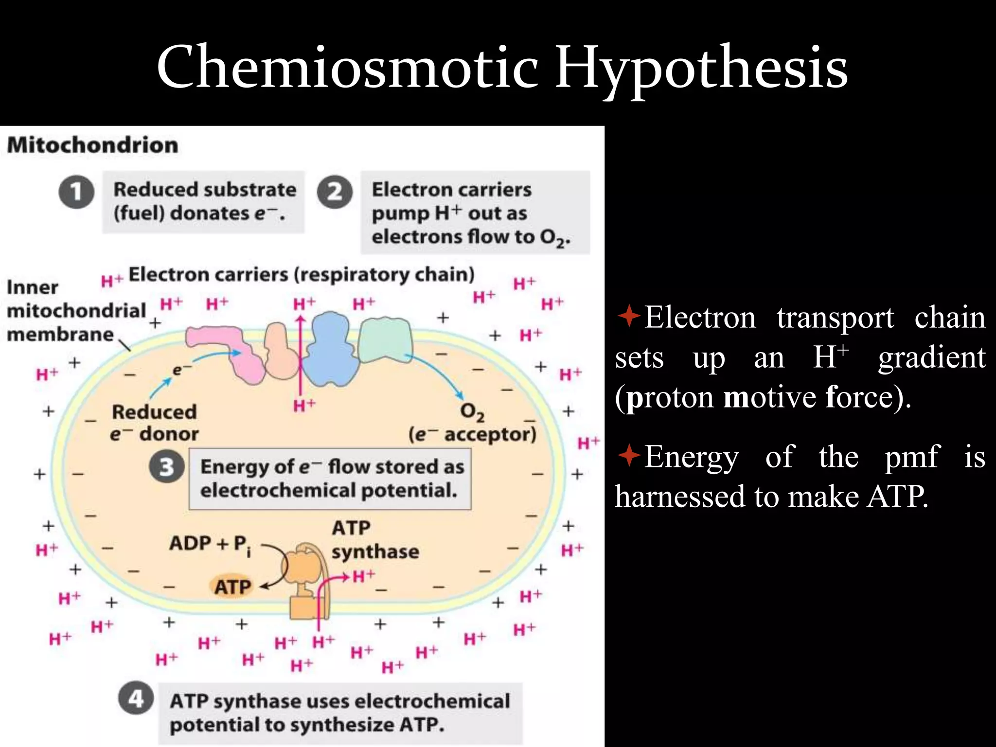 Electron transport chain & oxidative phosphorylation | PPTX | Chemistry ...