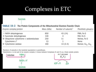Electron transport chain & oxidative phosphorylation | PPTX | Chemistry ...