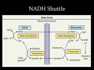 Electron transport chain & oxidative phosphorylation | PPTX | Chemistry ...