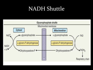 Electron transport chain & oxidative phosphorylation | PPTX | Chemistry ...