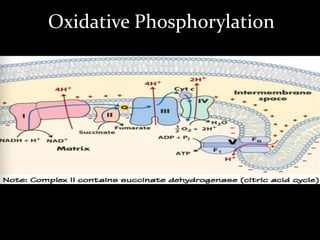 Electron transport chain & oxidative phosphorylation | PPTX | Chemistry | Science
