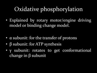 Electron transport chain & oxidative phosphorylation | PPTX | Chemistry | Science