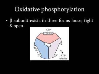 Electron transport chain & oxidative phosphorylation | PPTX | Chemistry | Science