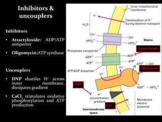 Electron transport chain & oxidative phosphorylation | PPTX | Chemistry | Science