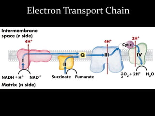 Electron transport chain & oxidative phosphorylation | PPTX | Chemistry | Science