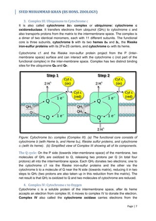 Electron Transport Chain & Oxidative Phosphorylation | PDF