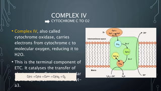 Electron transport chain & oxidative phosphorylation | PPTX