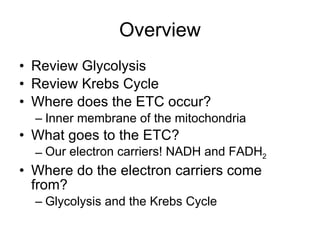 Electron transport chain power point | PPT