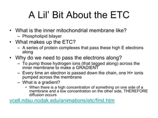 Electron transport chain power point | PPTX
