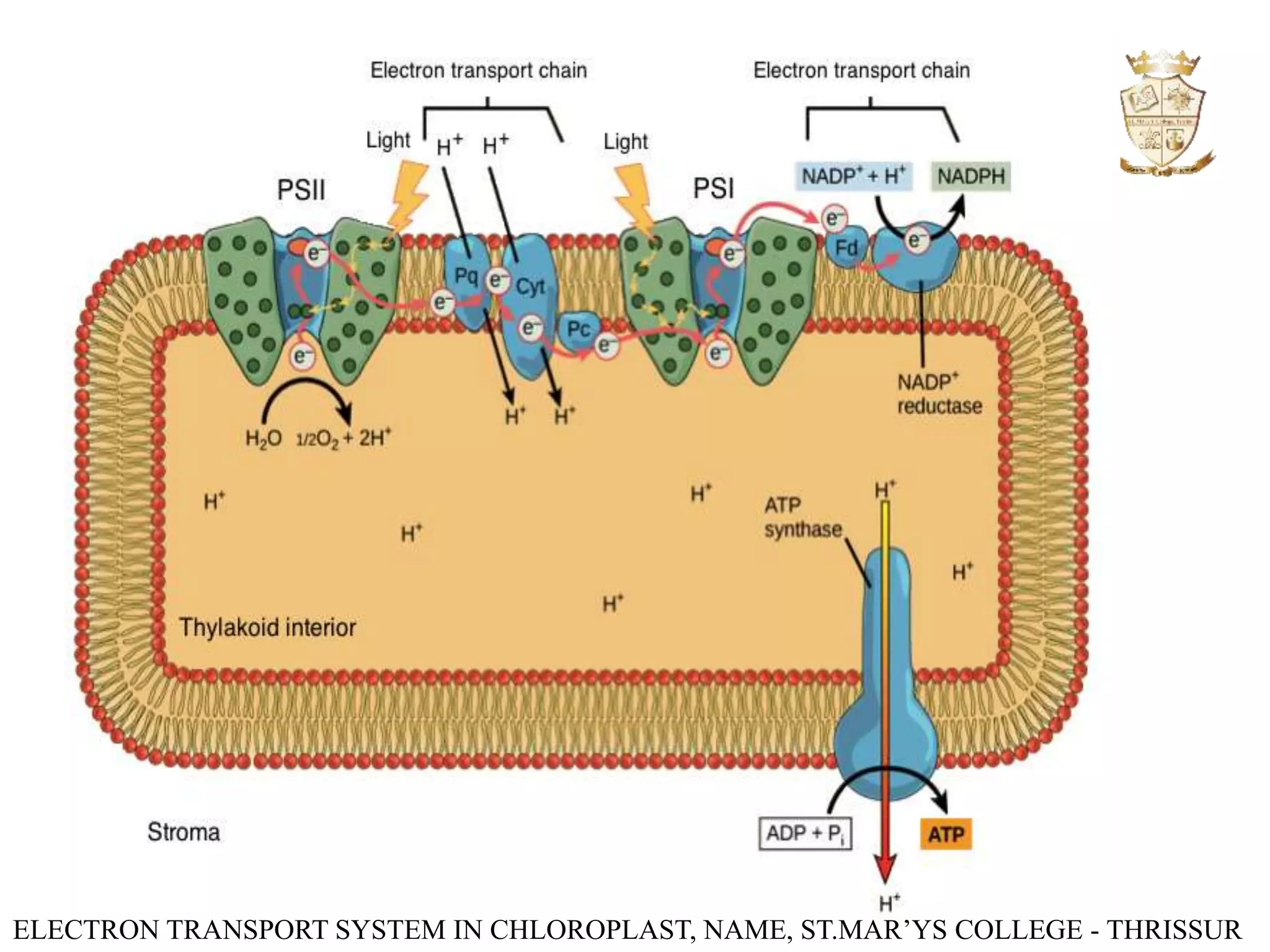 Electron transport system in chloroplast | PPTX