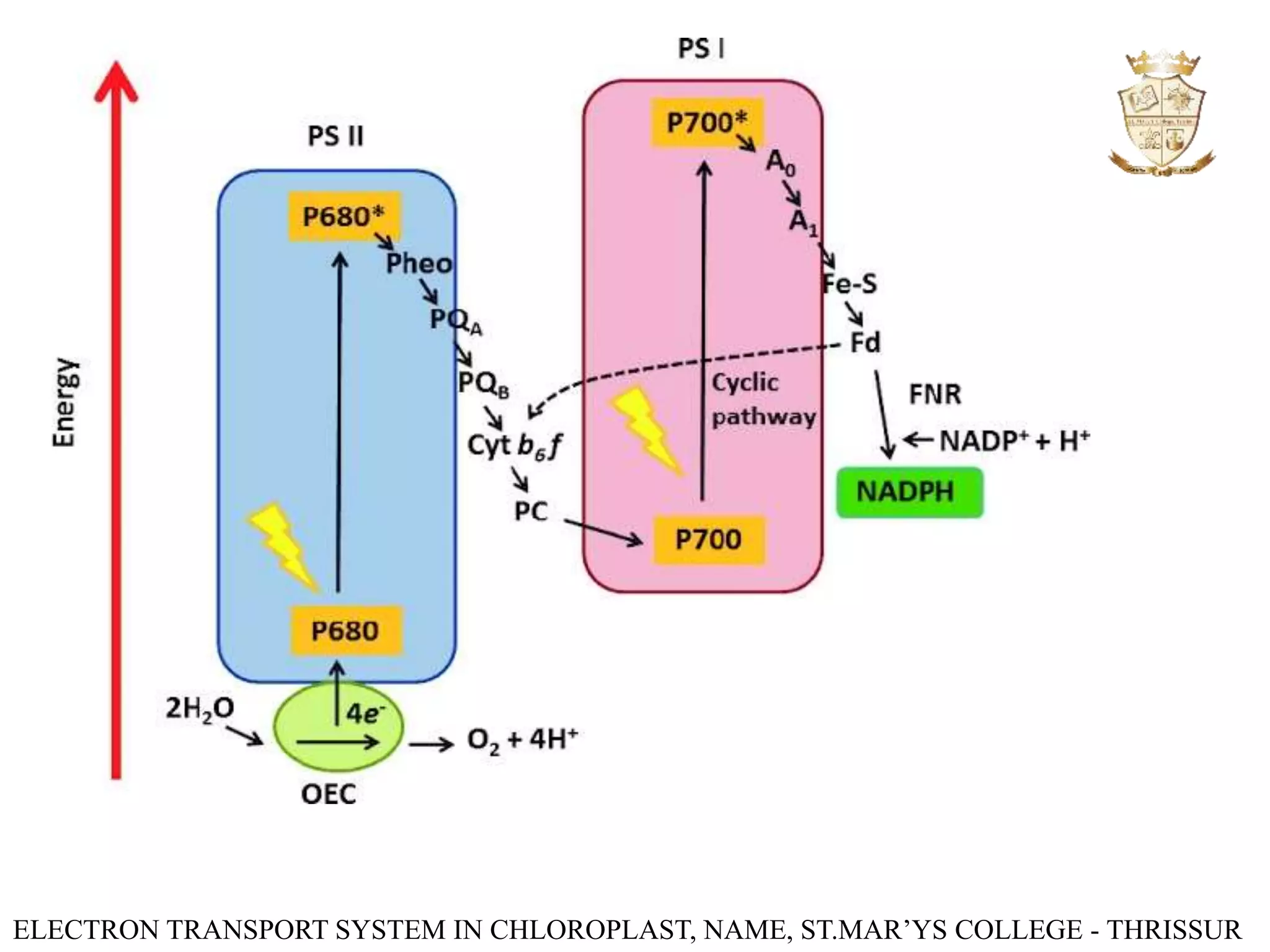 Electron transport system in chloroplast | PPTX