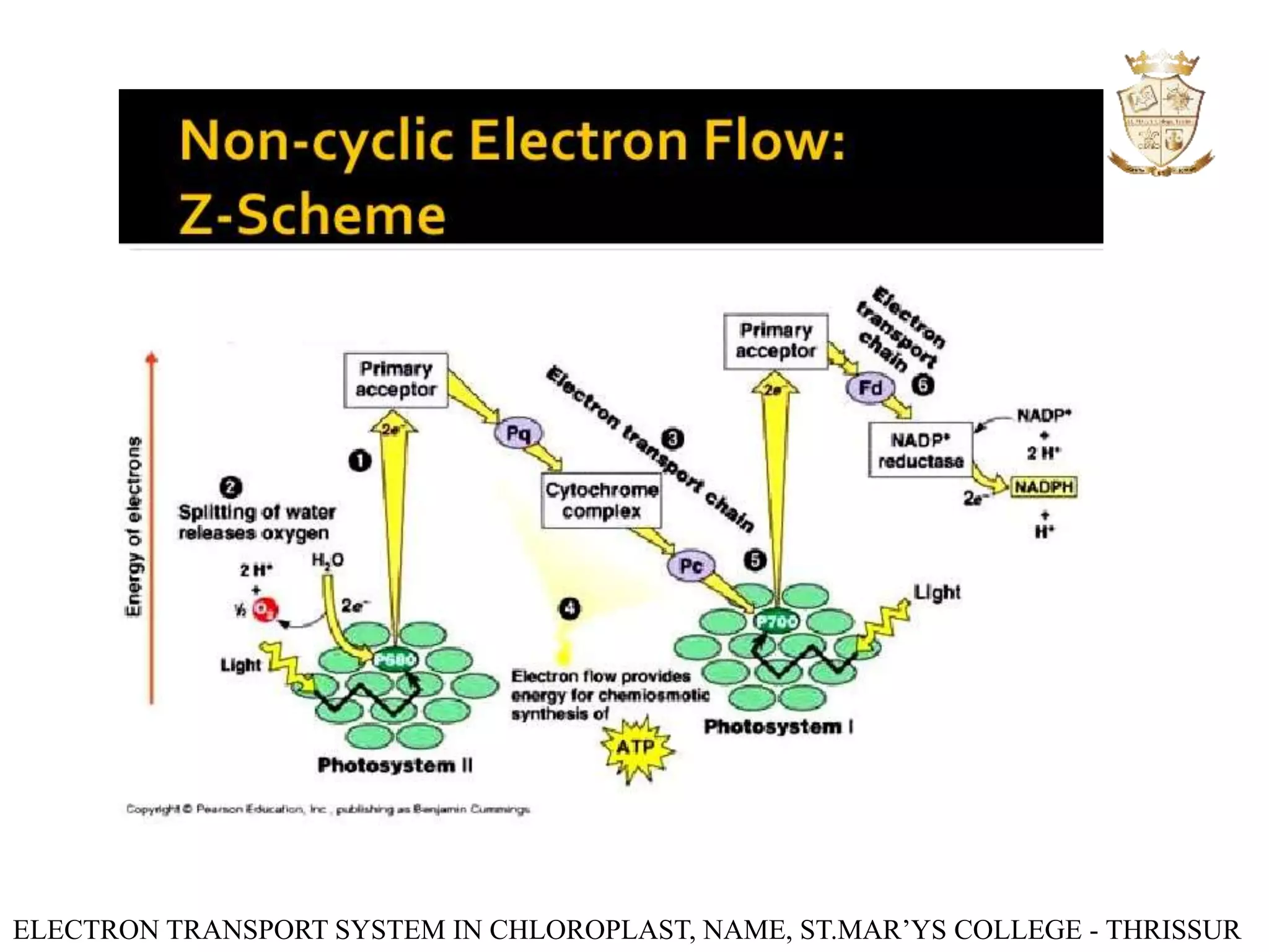 Electron transport system in chloroplast | PPTX