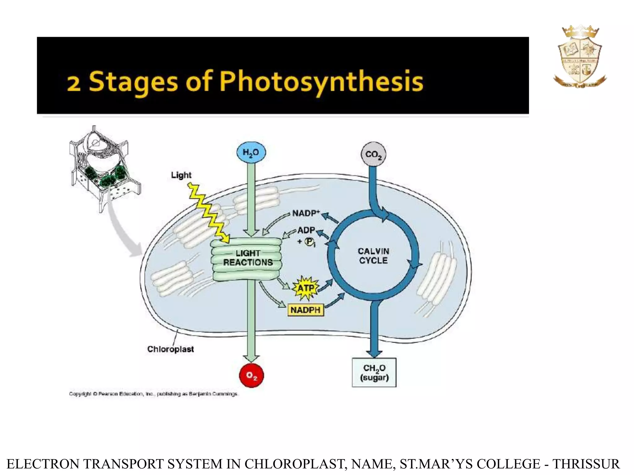 Electron transport system in chloroplast | PPTX