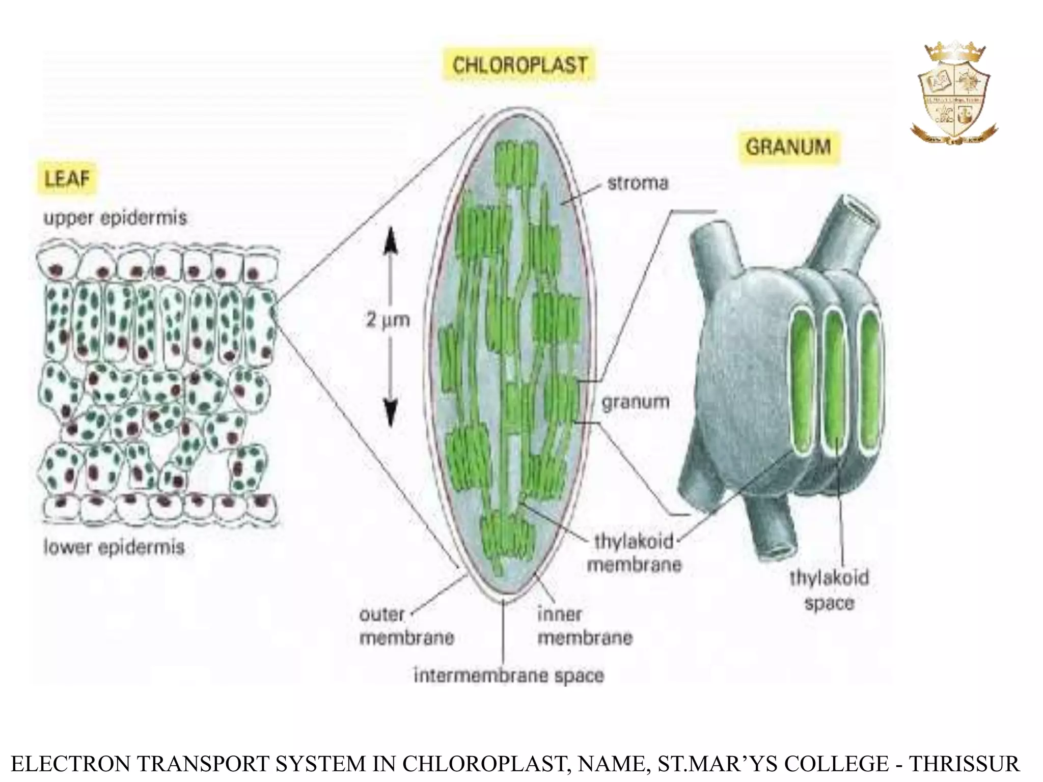 Electron transport system in chloroplast | PPTX
