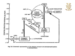 Electron transport system in chloroplast | PPTX