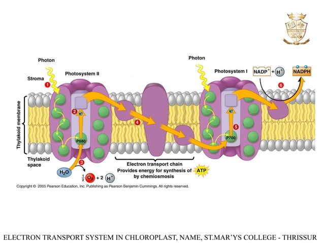Electron transport system in chloroplast | PPT