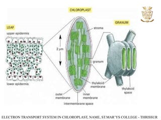Electron Transport Chain Chloroplast