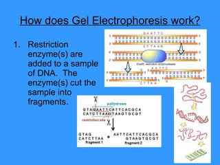 Electrophoresis | PPT