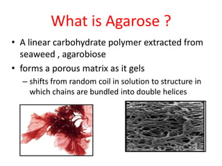 agarose gel electrophoresis | PPTX