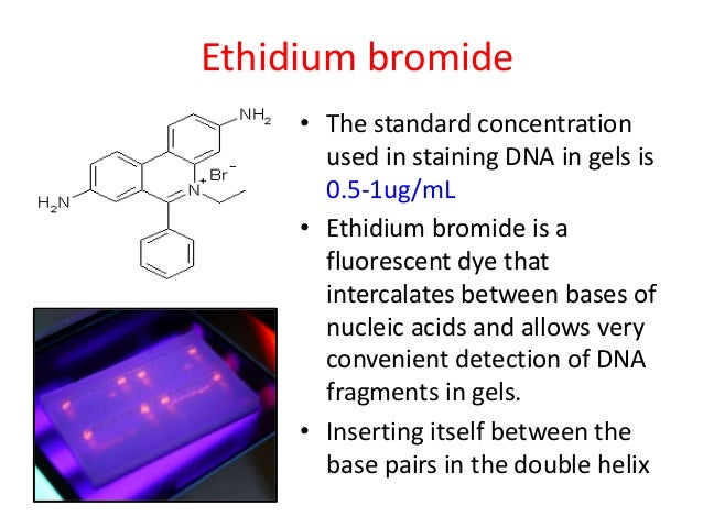 agarose gel electrophoresis