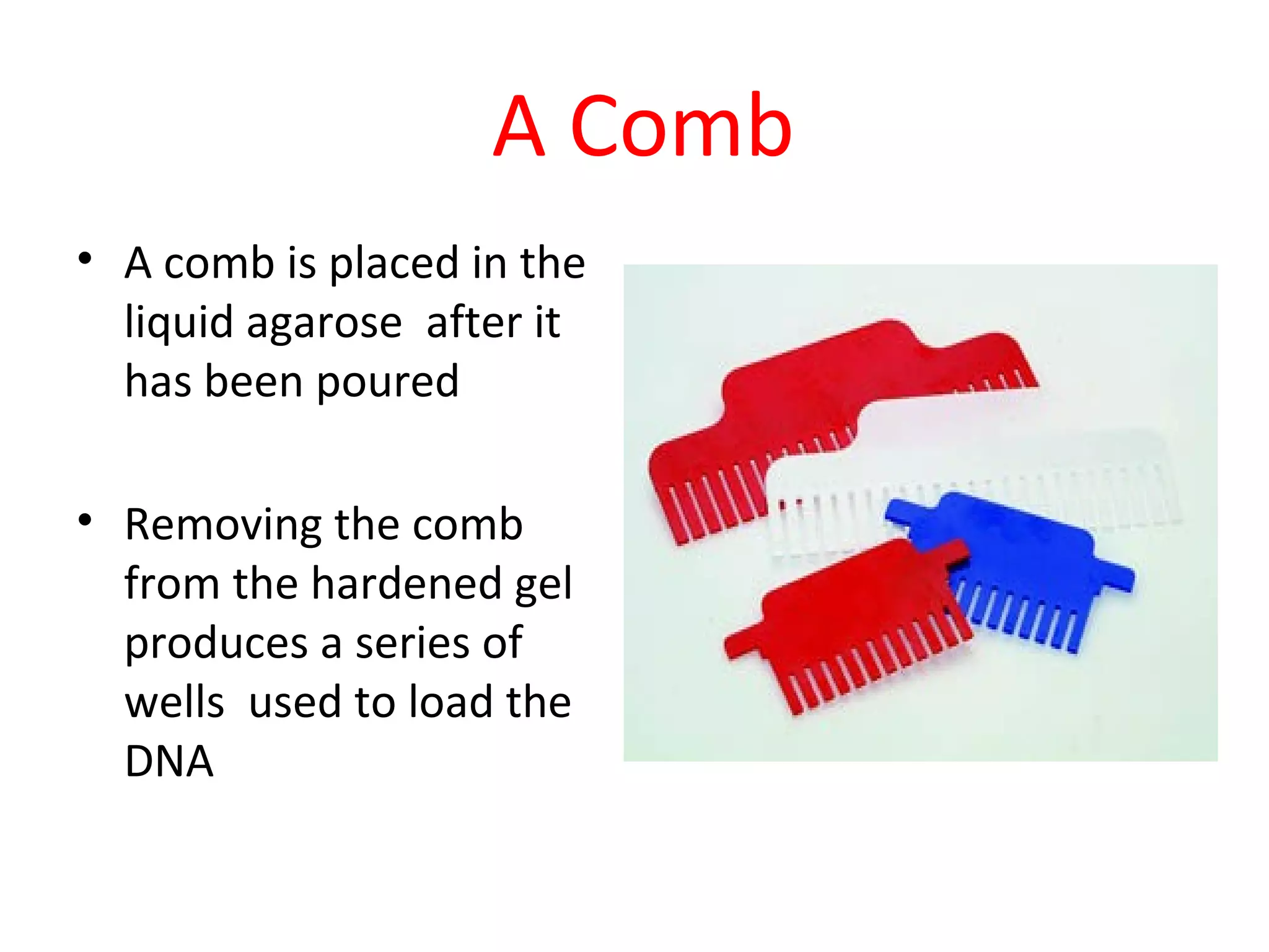 Agarose Gel Electrophoresis | PPT