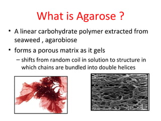 Agarose Gel Electrophoresis | PPT