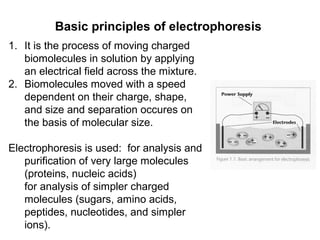 Electrophoresis | PPT