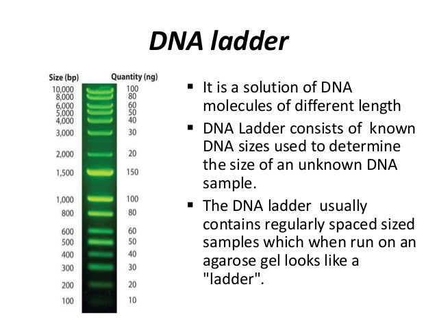 Electrophoresis...