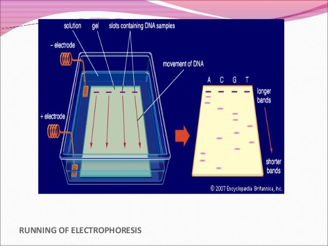Electrophoresis